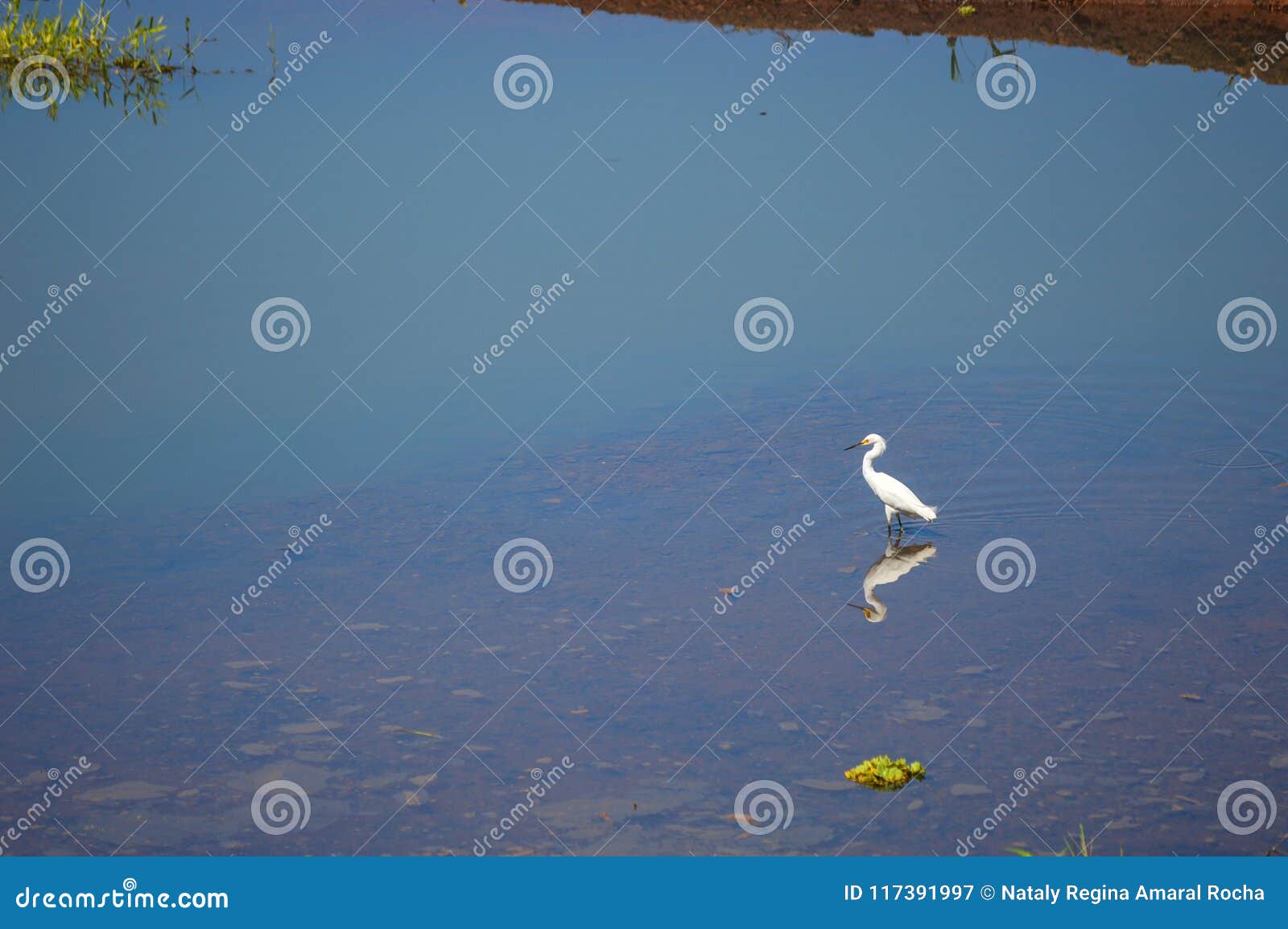 Bird White with Reflection in the Water Stock Image - Image of wild ...
