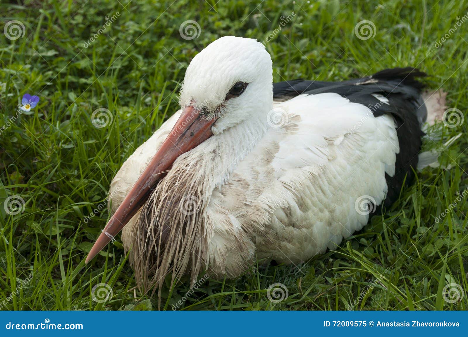 Bird White Stork Lying on Grass Stock Image - Image of lake, feather ...