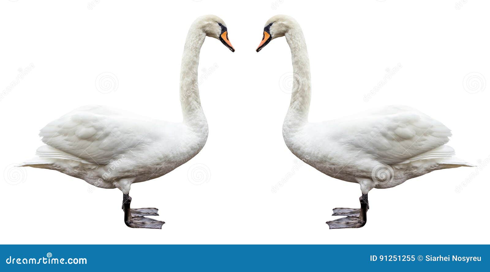 Bird White Swan Side View Isolated. Stock Image - Image of flock, brute ...