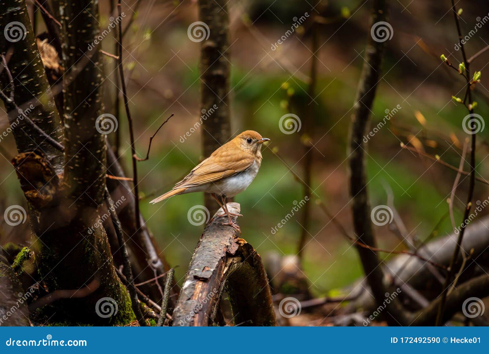 Bird in the Wilderness of Algonquin in Canada Stock Photo - Image of ...