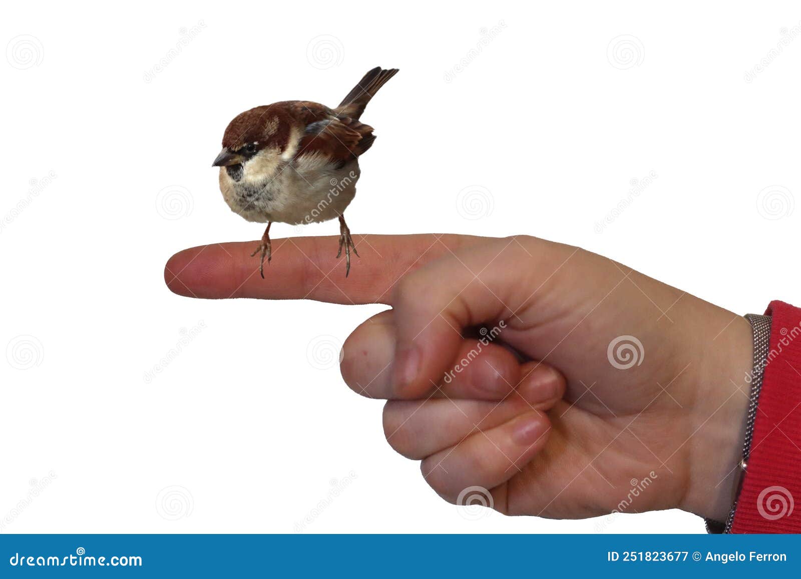 Bird Will Pass on a Finger in Person- Stock Illustration - Illustration ...