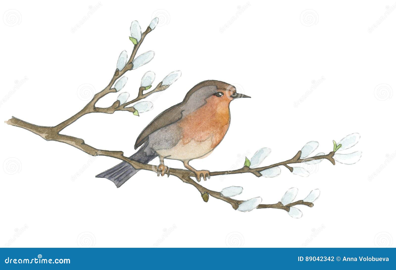 Bird on Willow Tree. Hand Drawn Illustrations Stock Illustration ...