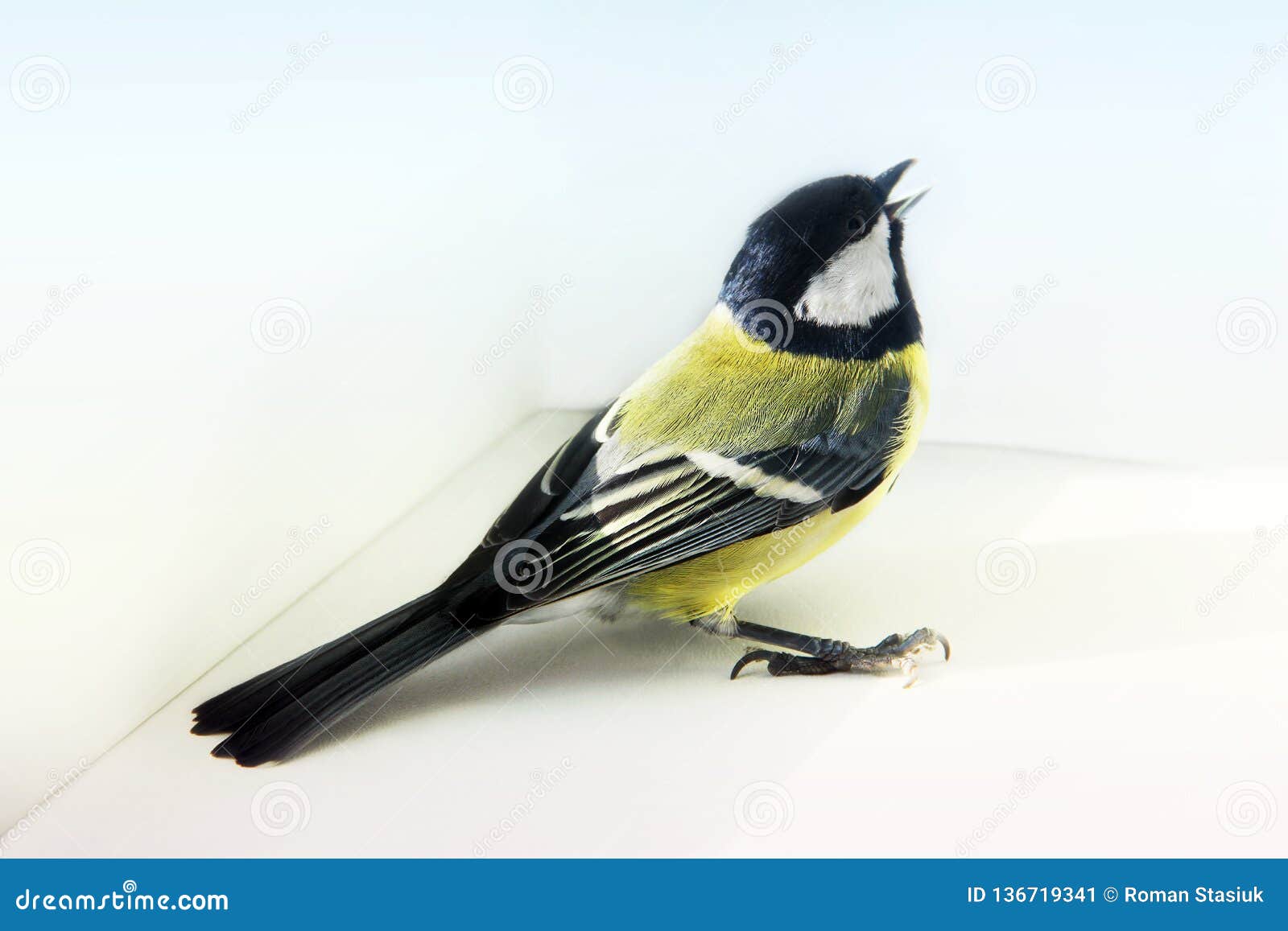 Parus Major. Bird on the Window Stock Image - Image of feeder, birds ...