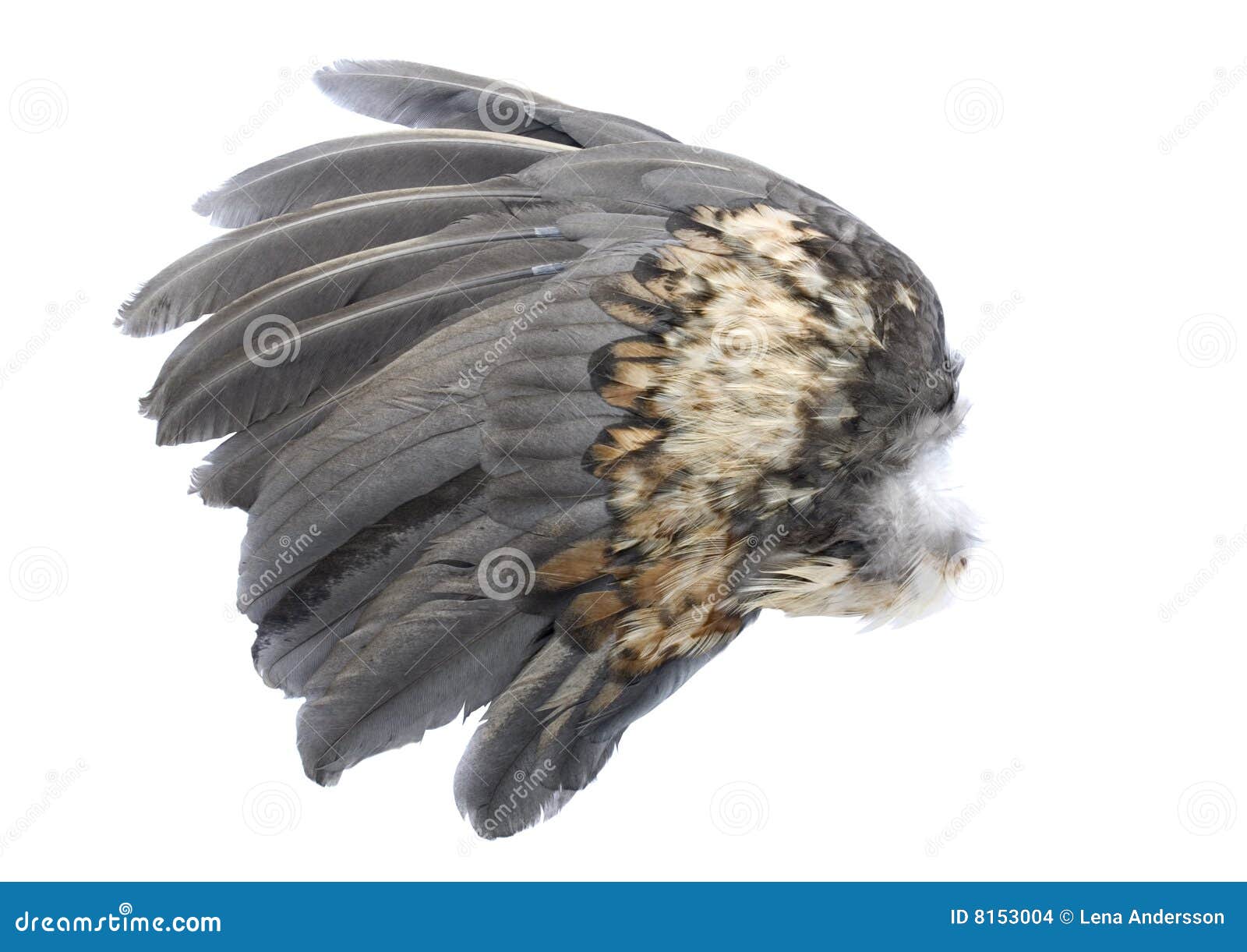 Bird Wing stock photo. Image of wings, rooster, poultry - 8153004