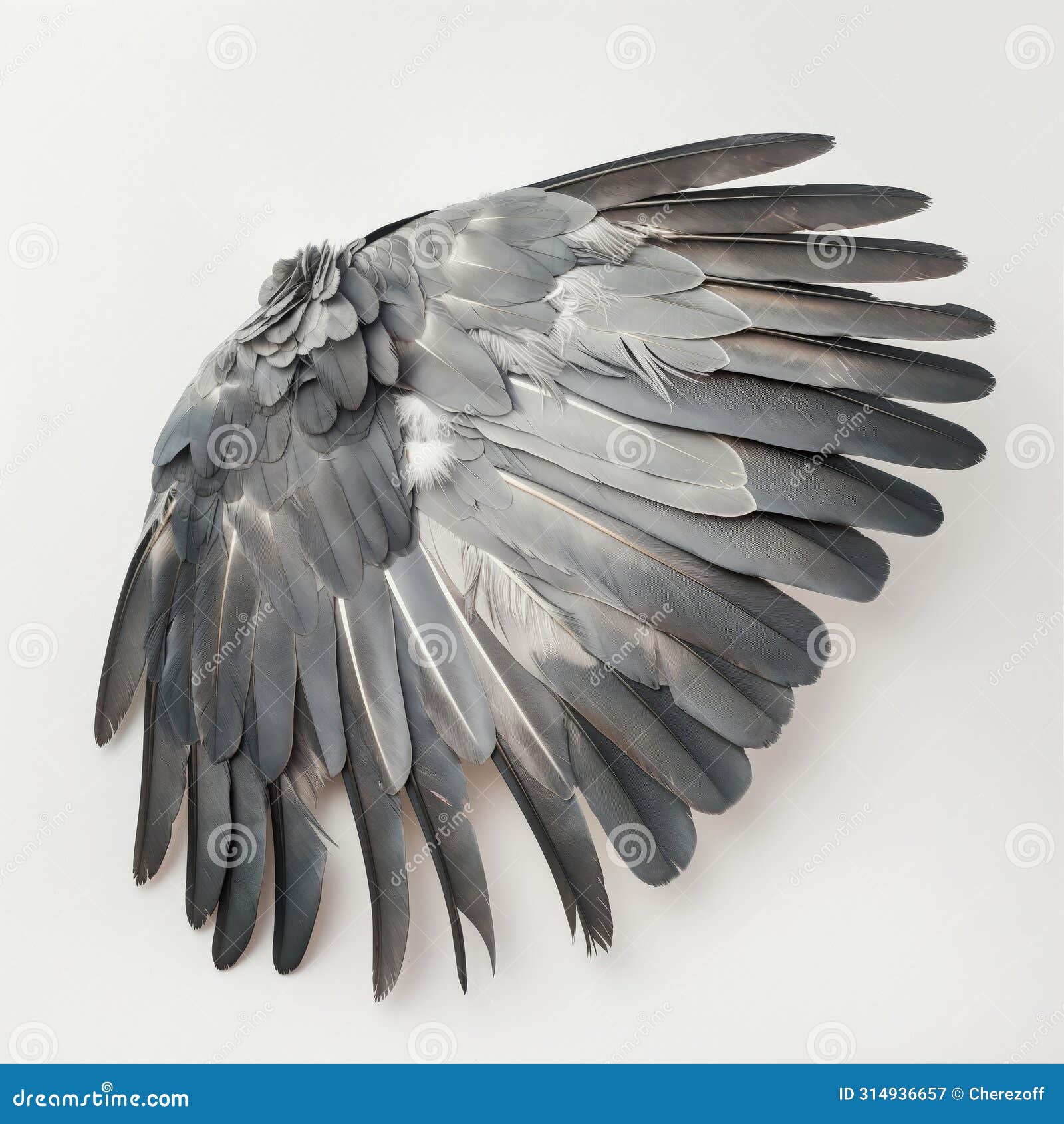 Bird Wing Detail stock image. Image of structure, beauty - 314936657