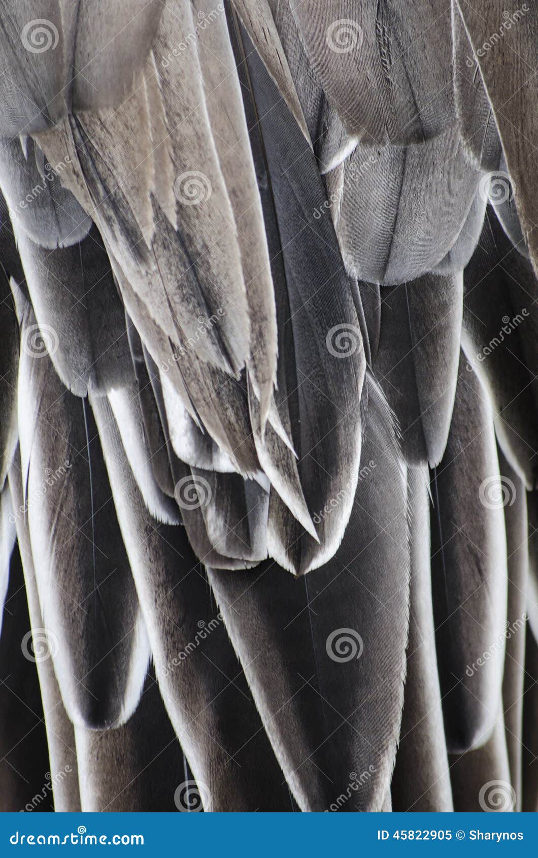 Bird wing detail texture stock image. Image of animal - 45822905