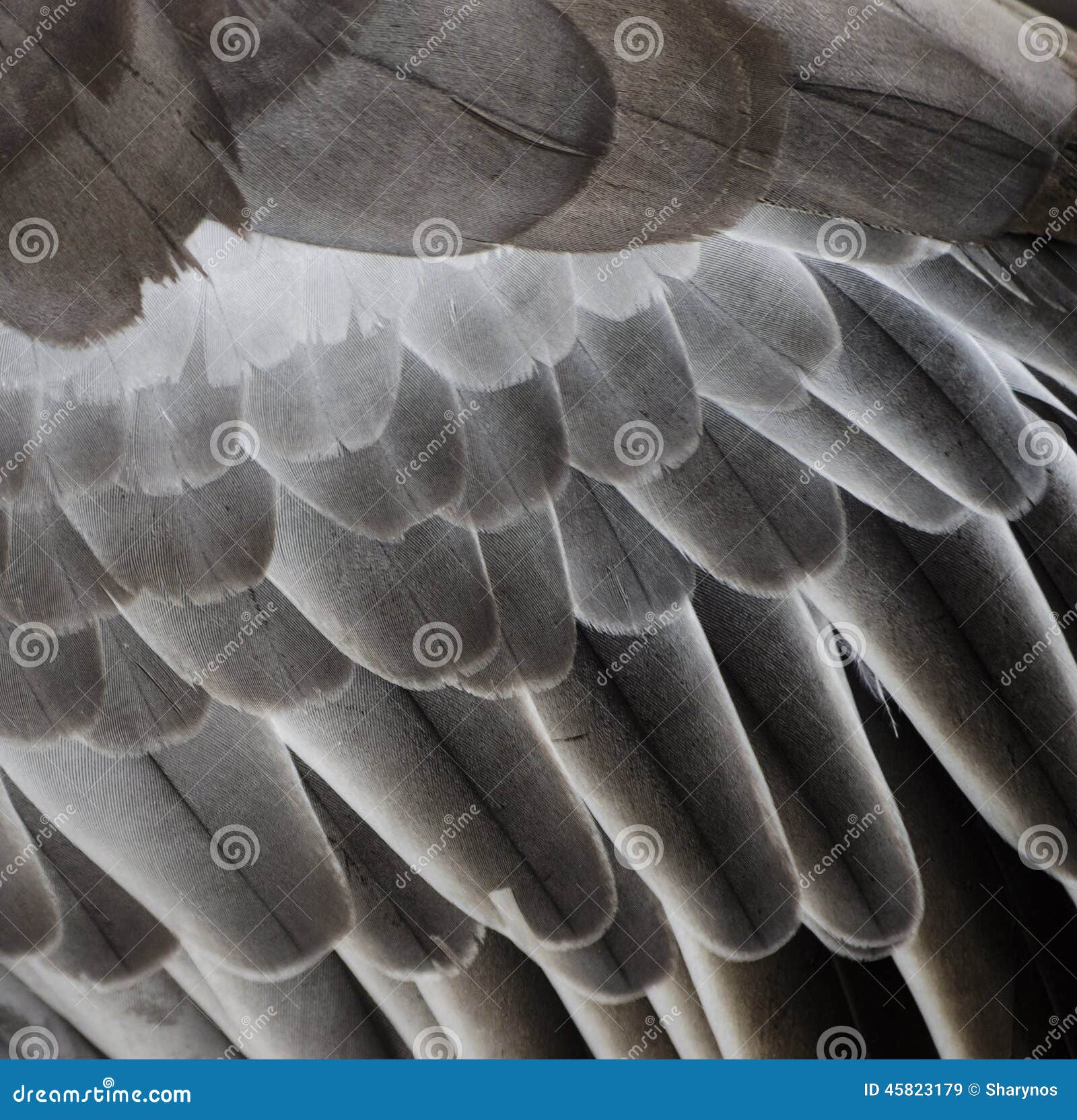 Bird wing detail texture stock image. Image of avian - 45823179