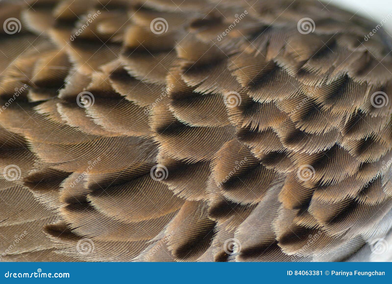 Bird Wing Feather Texture Background Stock Image - Image of bird ...