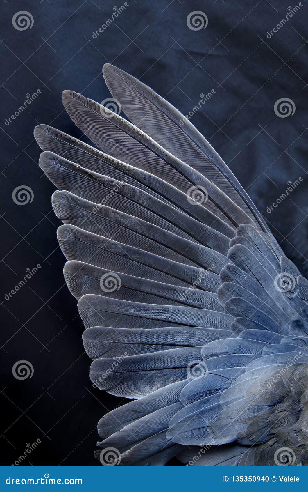 Bird Wing with Feather Texture on Blue Background Stock Photo - Image ...