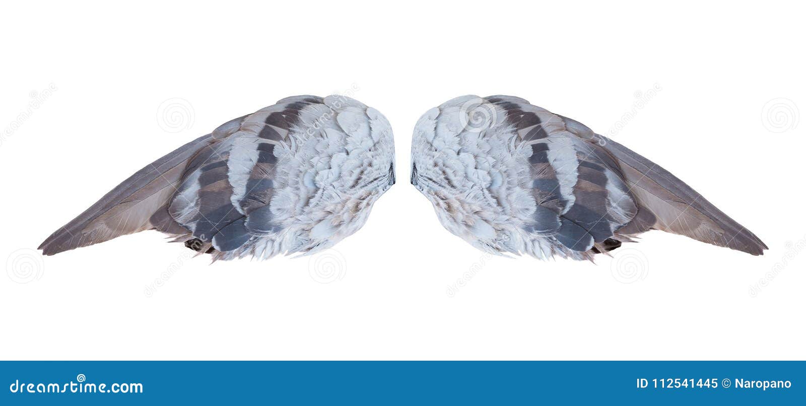 Bird Wing Texture Royalty-Free Stock Photo | CartoonDealer.com #17386263