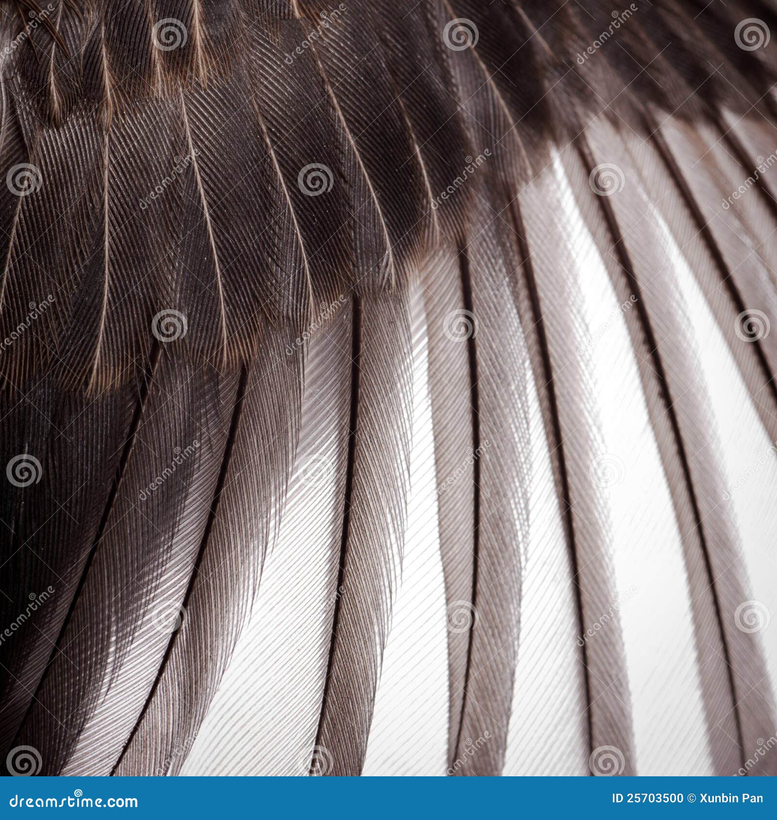 Bird wing texture stock photo. Image of fluffy, macro - 25703500