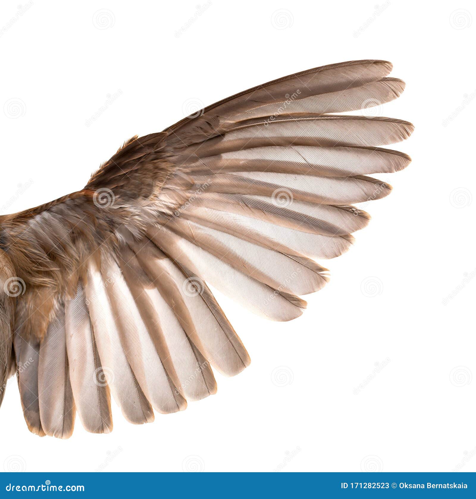 Brown Bird Wings