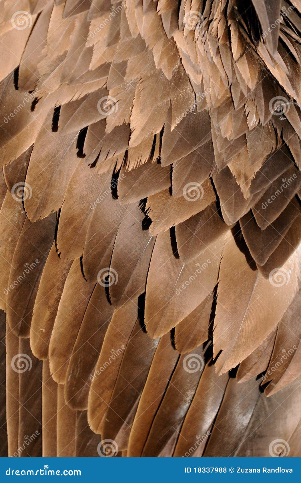 Bird wing stock photo. Image of background, colorful - 18337988