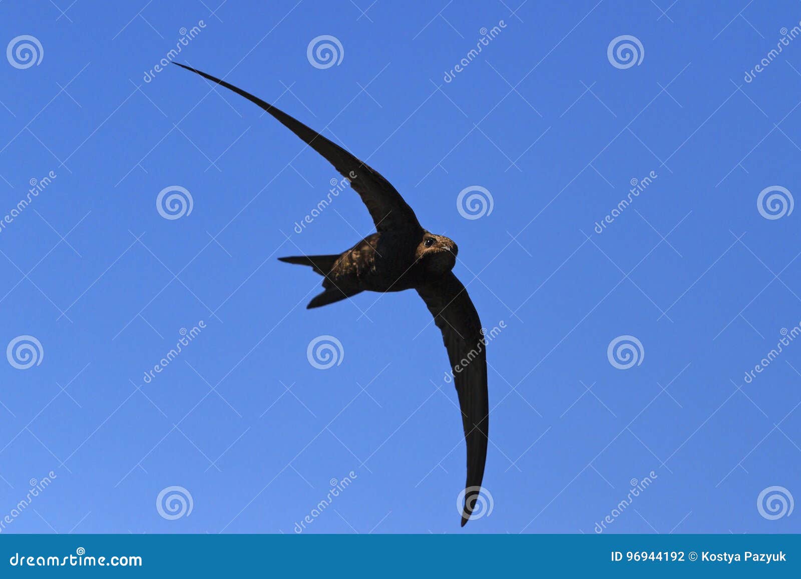 Bird with Wings in the Form of a Crescent Stock Photo - Image of ...