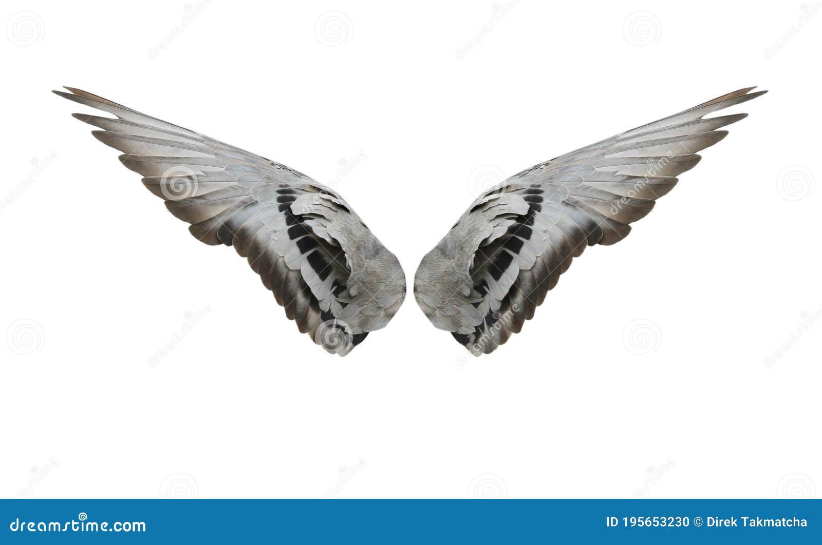 Bird wings isolated stock photo. Image of flight, freedom - 195653230