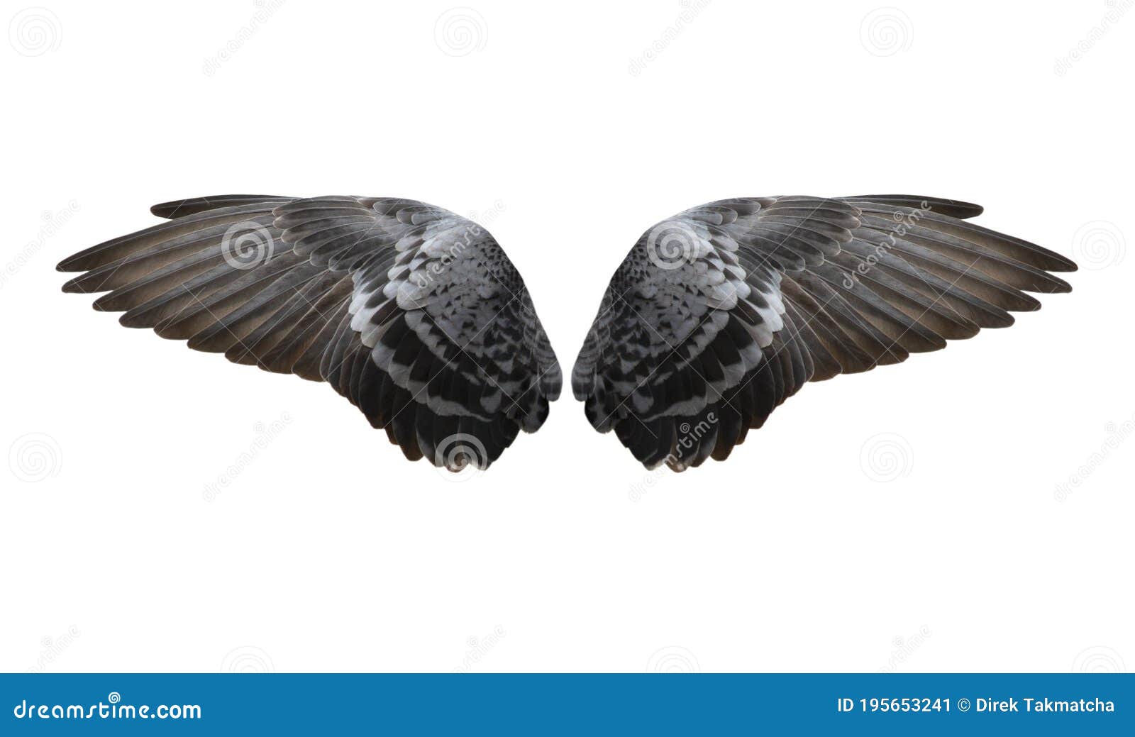 Bird wings isolated stock image. Image of flying, flight - 195653241