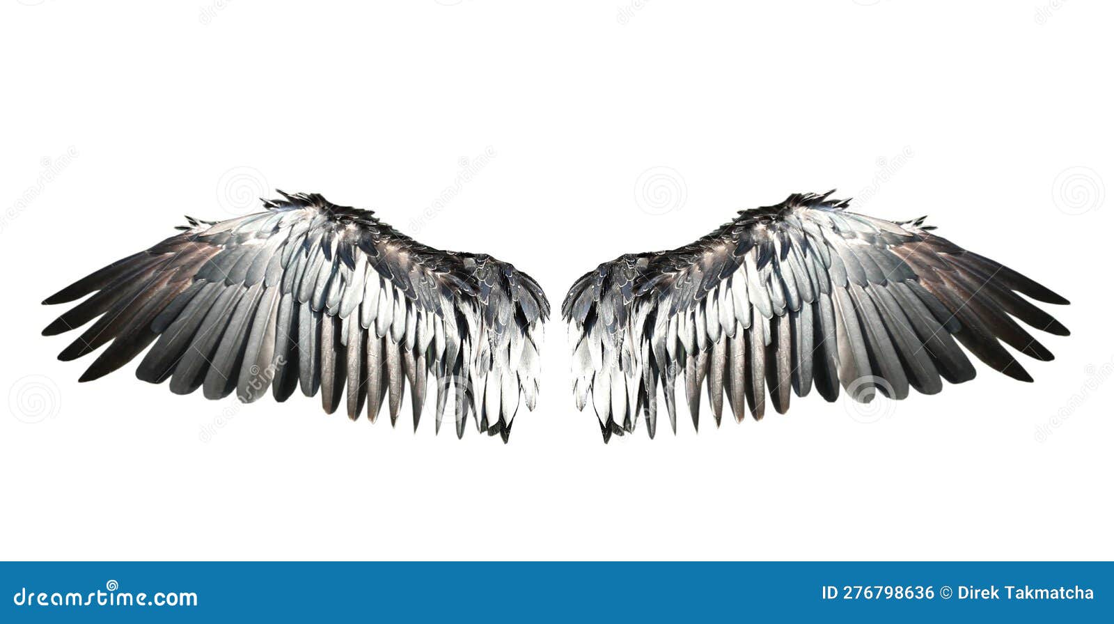 Bird wings isolated stock illustration. Illustration of birds - 276798636