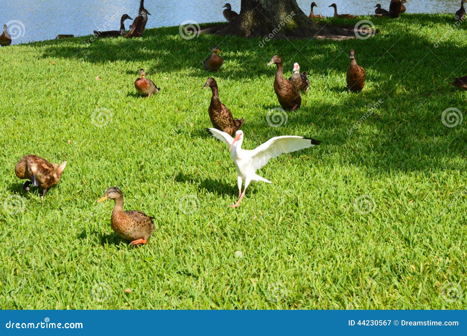 Bird with wings spread out stock image. Image of grass - 44230567