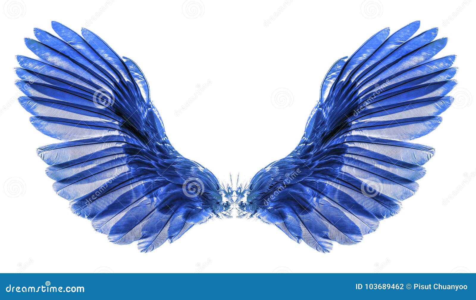 Bird Wing on White Background Stock Photo - Image of anatomy, bird ...