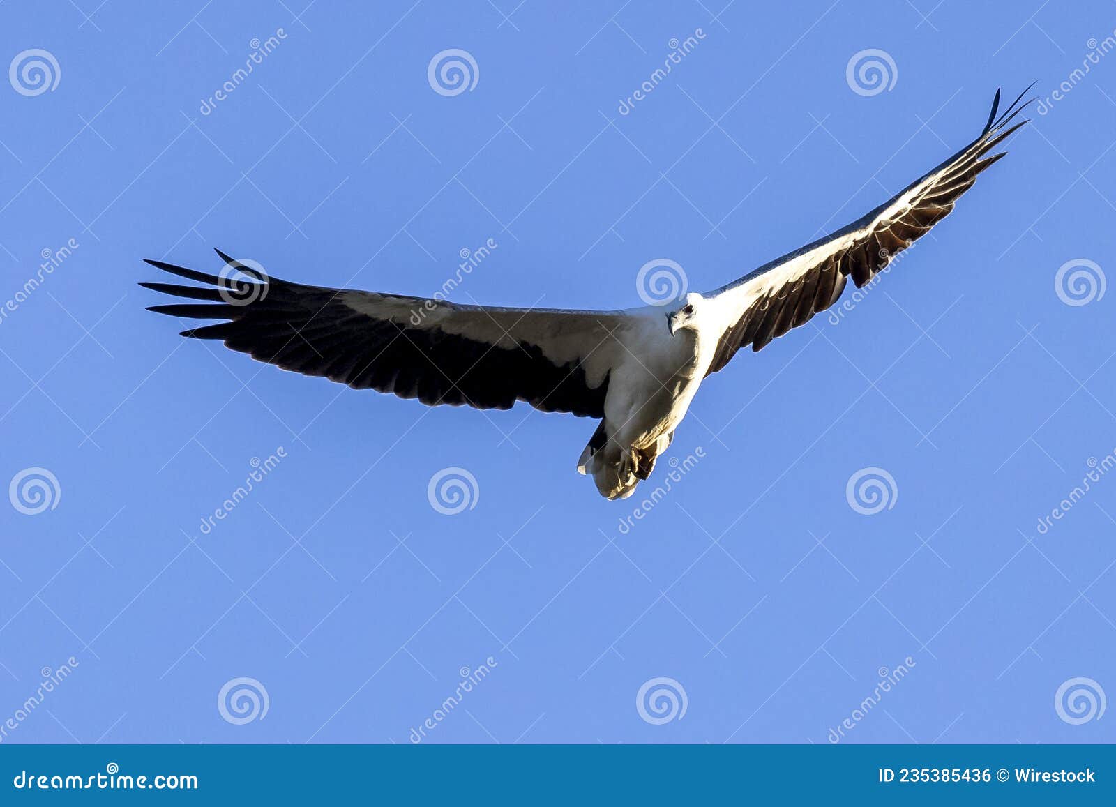 Bird Wings Wide Open Flying in the Blue Sky Stock Photo - Image of ...