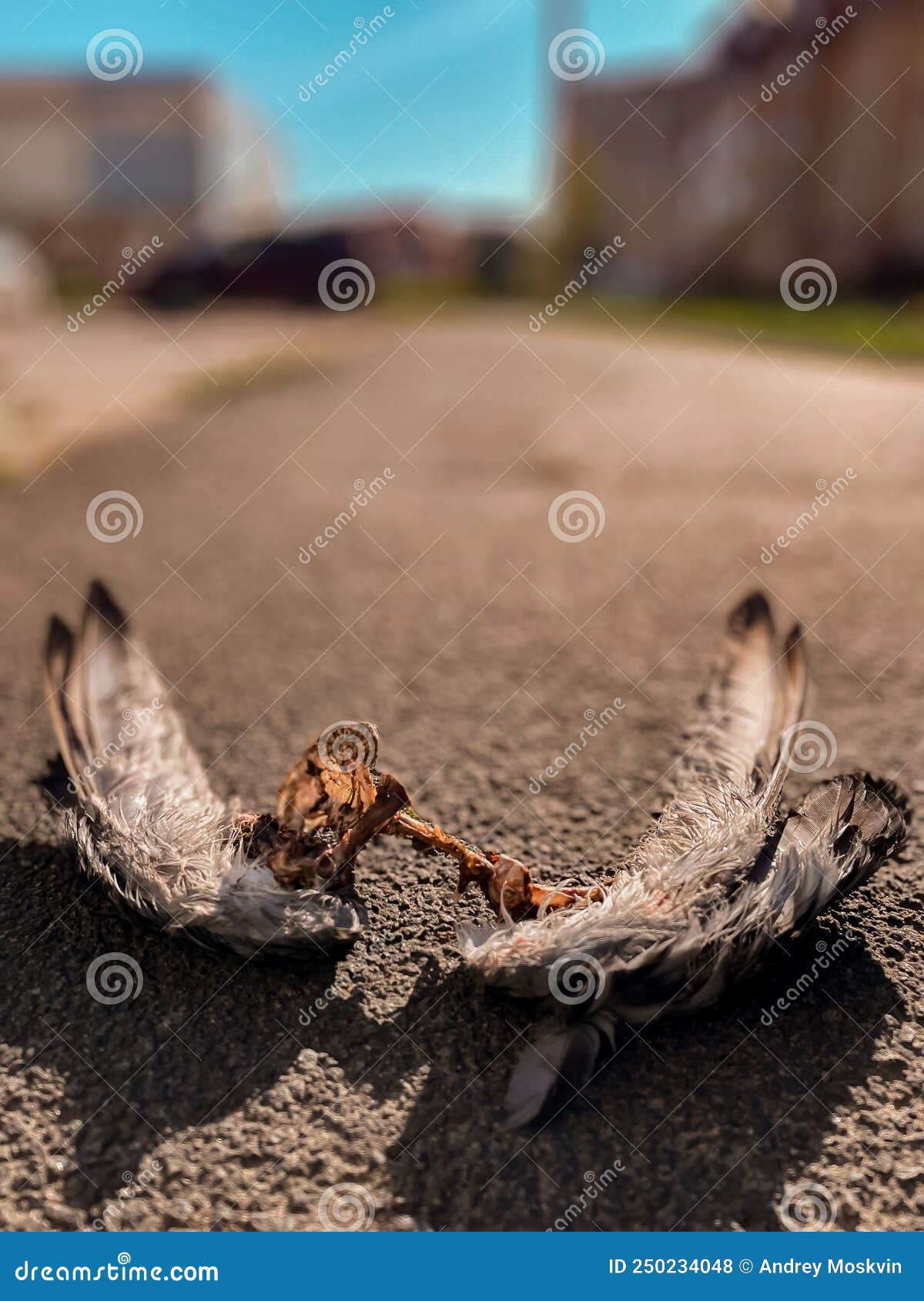 Bird wings stock photo. Image of killed, bird, eaten - 250234048