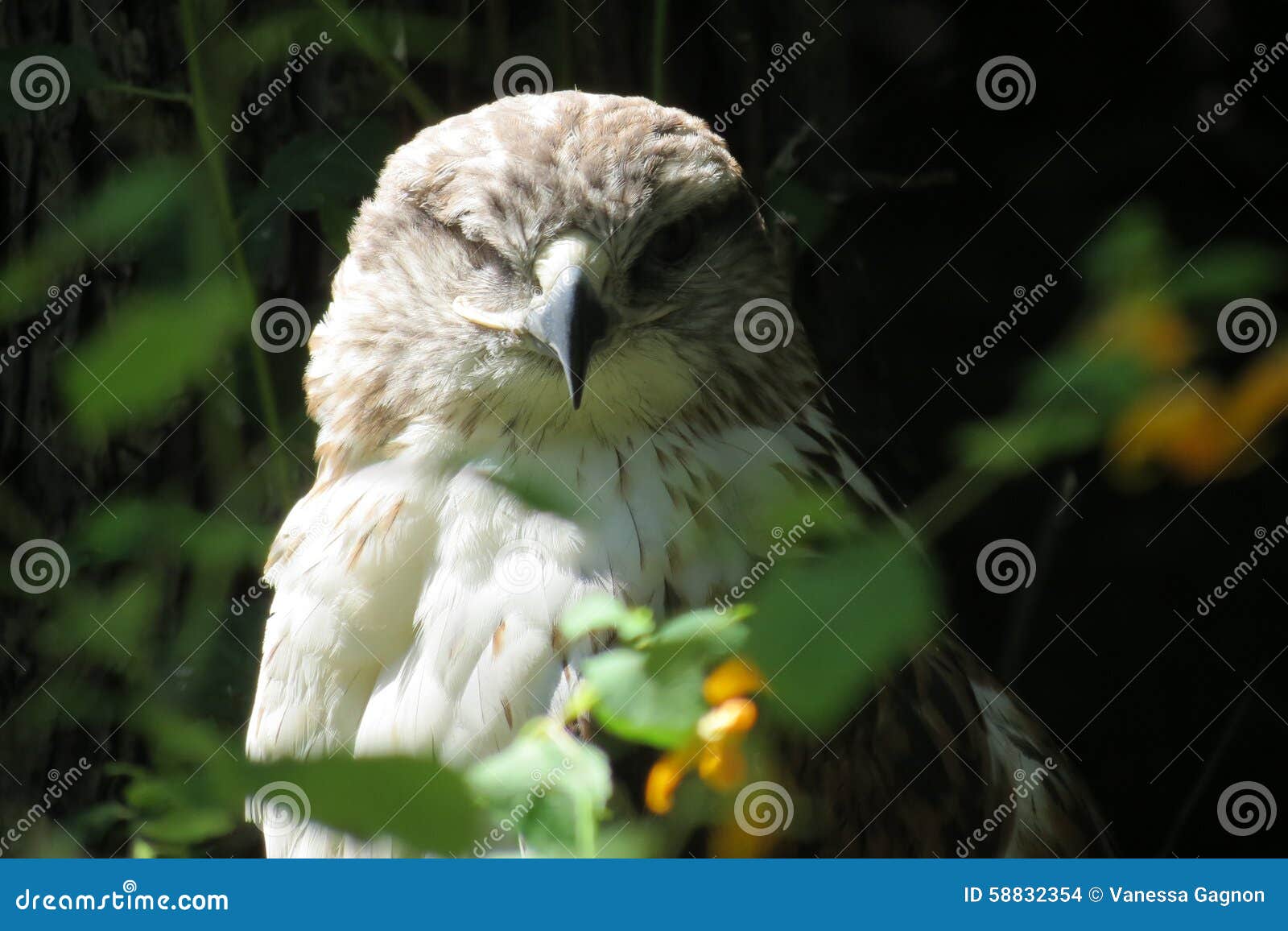 Bird wink stock photo. Image of forest, regard, outside - 58832354