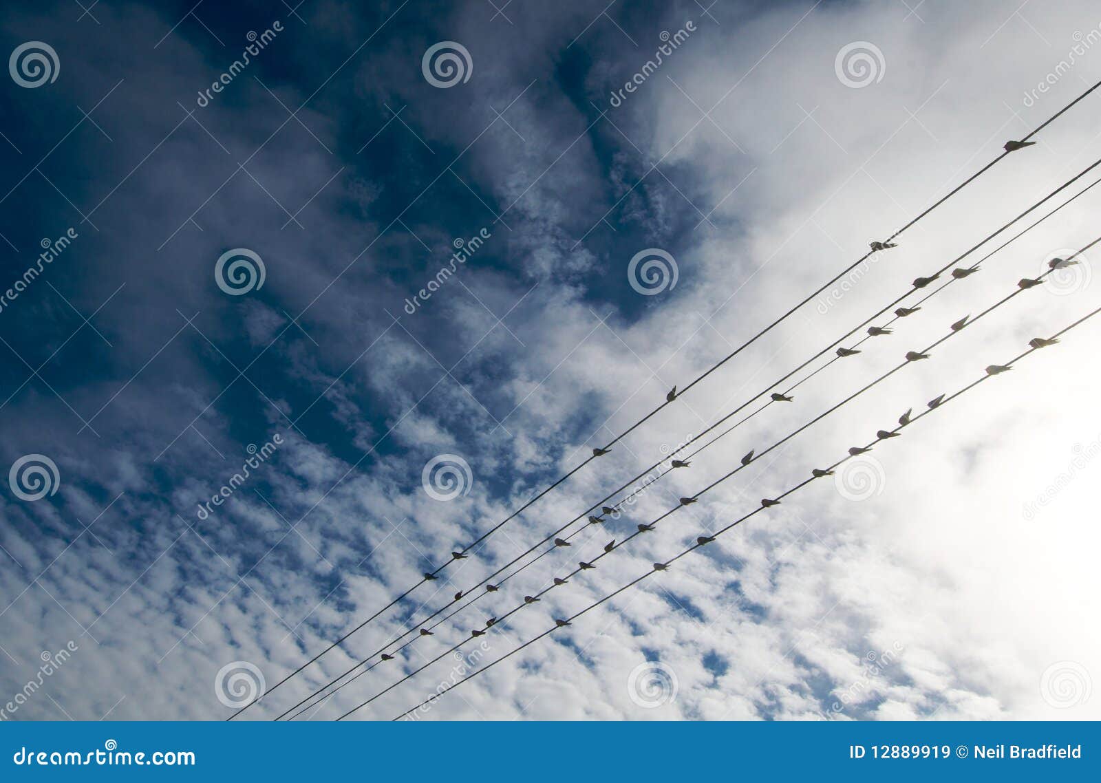Bird on a wire stock image. Image of clouds, wires, telephone - 12889919