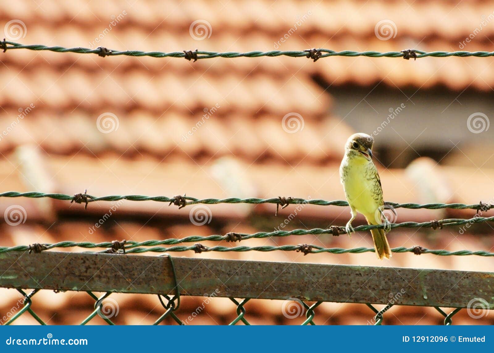 Bird on a wire stock photo. Image of nature, bird, gaze - 12912096