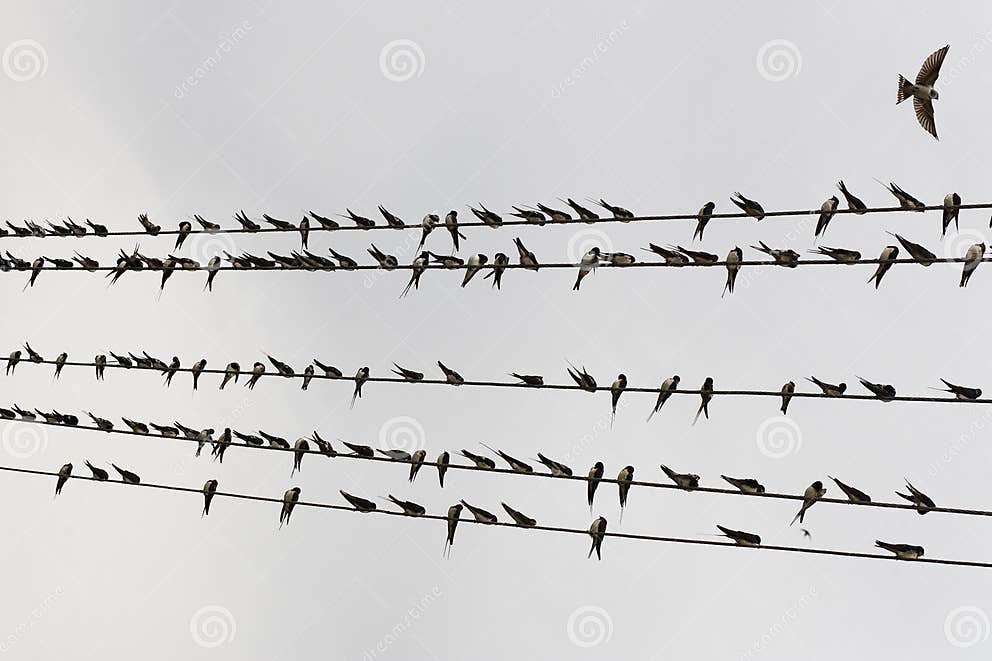 Bird on the wire stock photo. Image of flying, conductor - 22553814