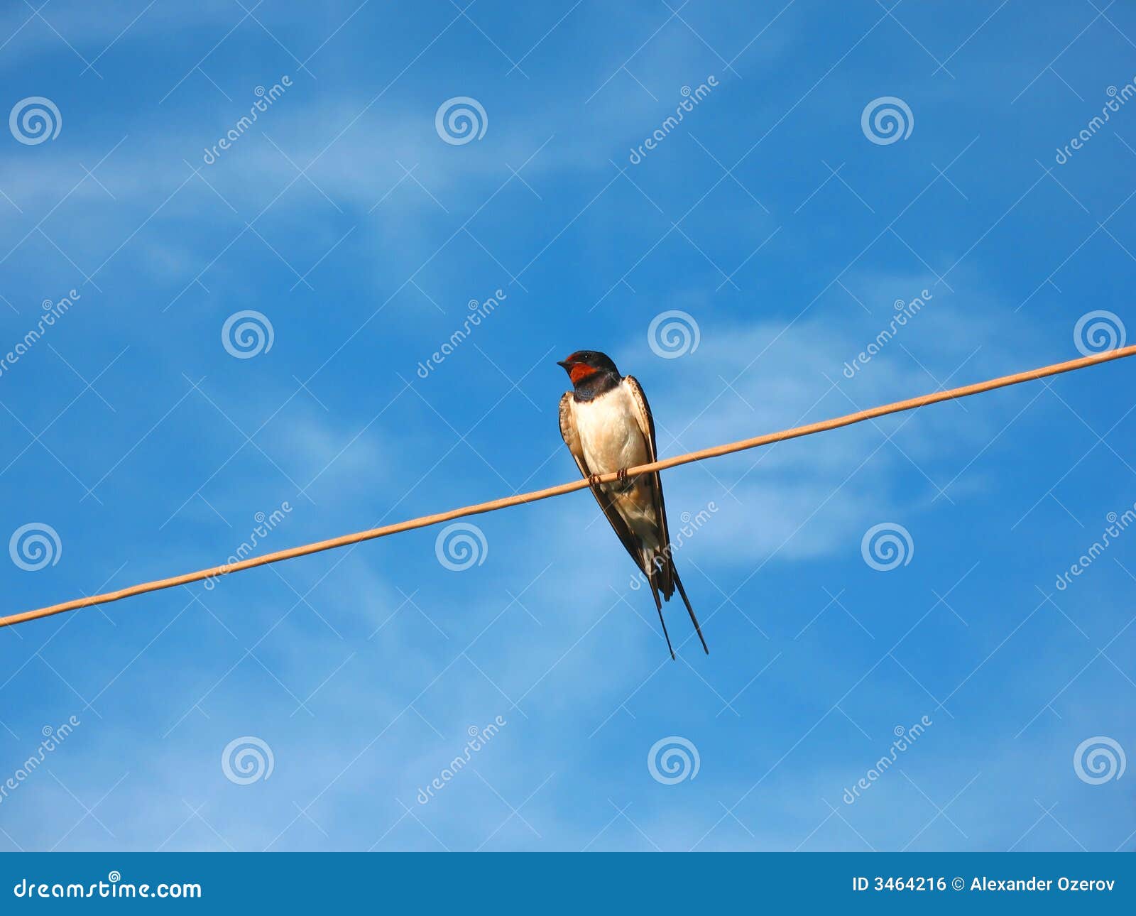 Bird on wire stock photo. Image of lines, cables, single - 3464216