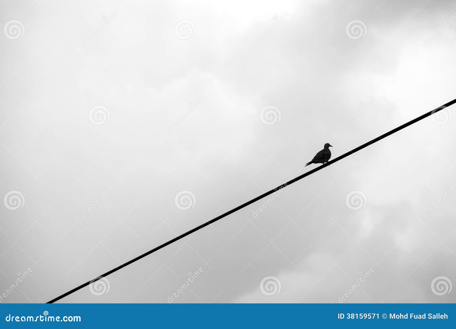 Bird on a wire stock image. Image of wire, bird, waiting - 38159571
