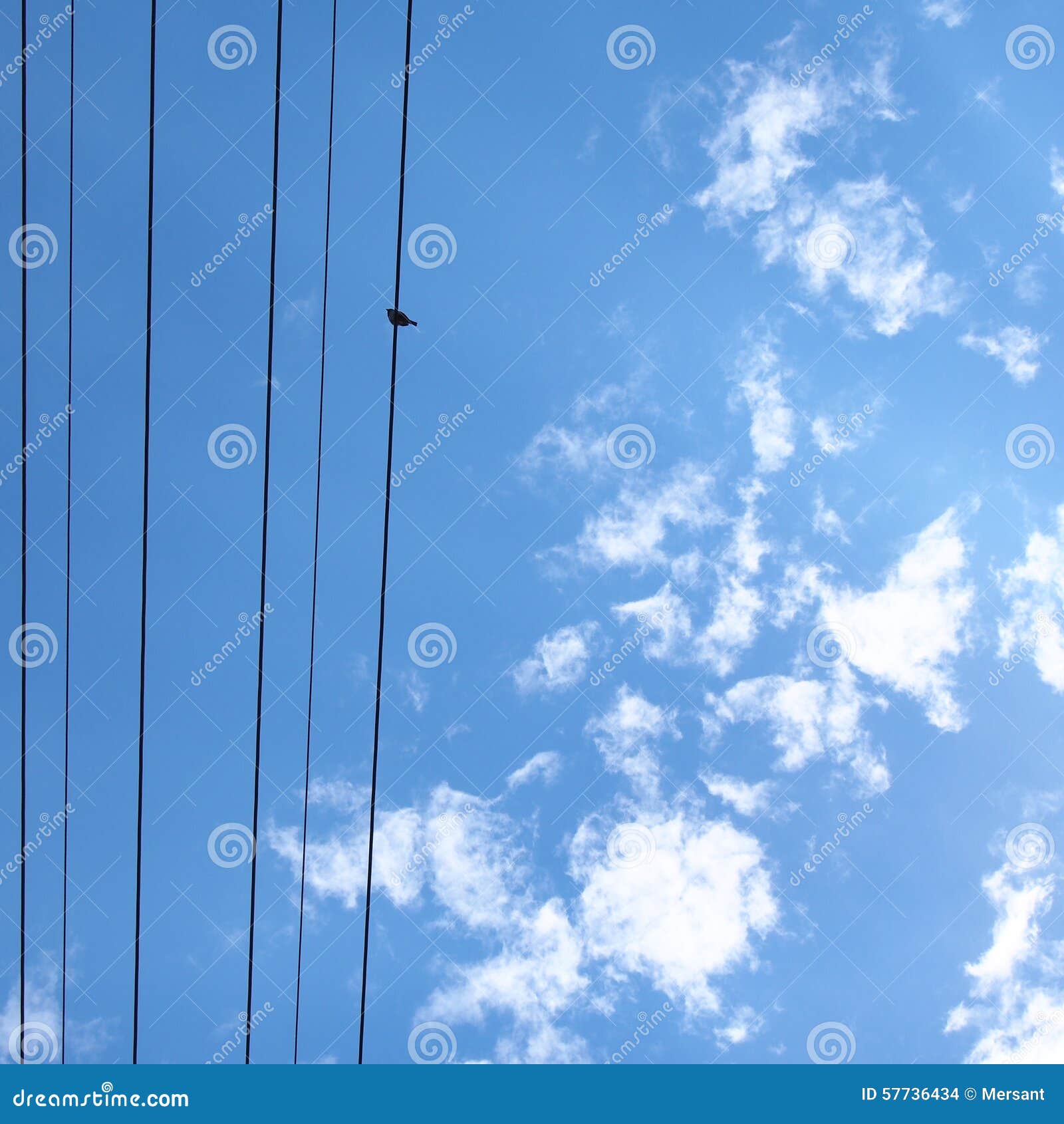 Bird stock photo. Image of wire, birds, bird, lines, animals - 57736434