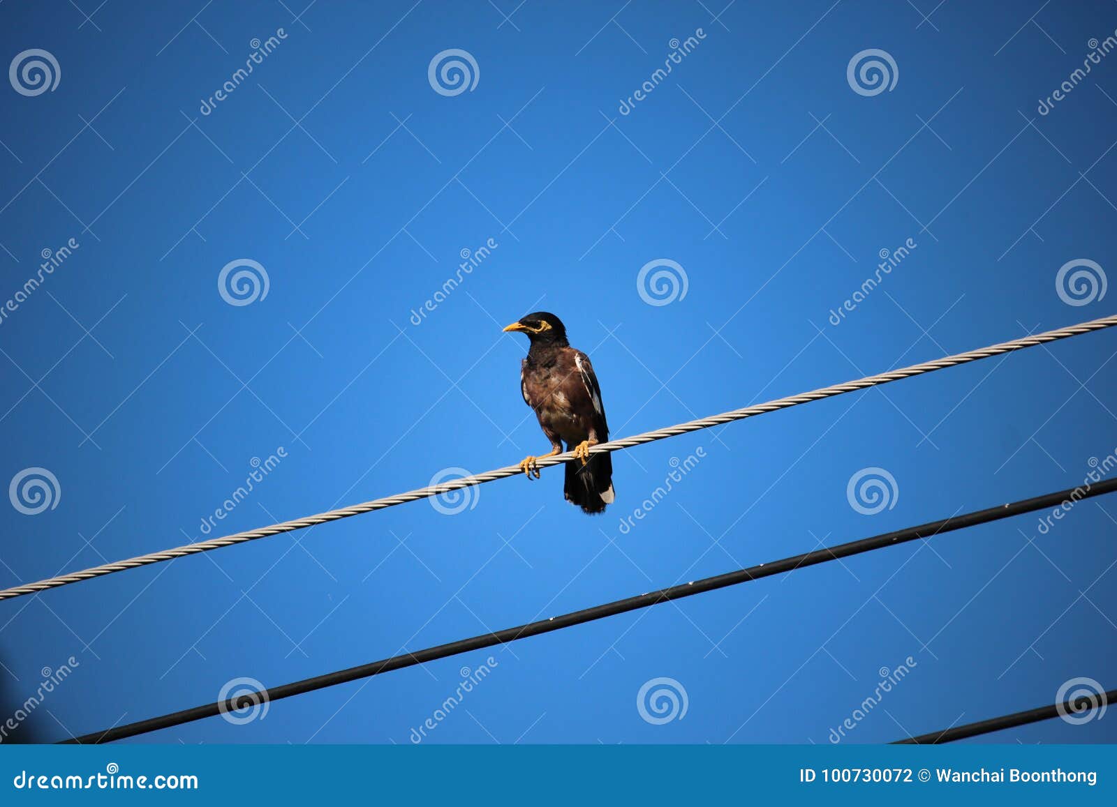 Bird on a wire stock photo. Image of magpie, branch - 100730072