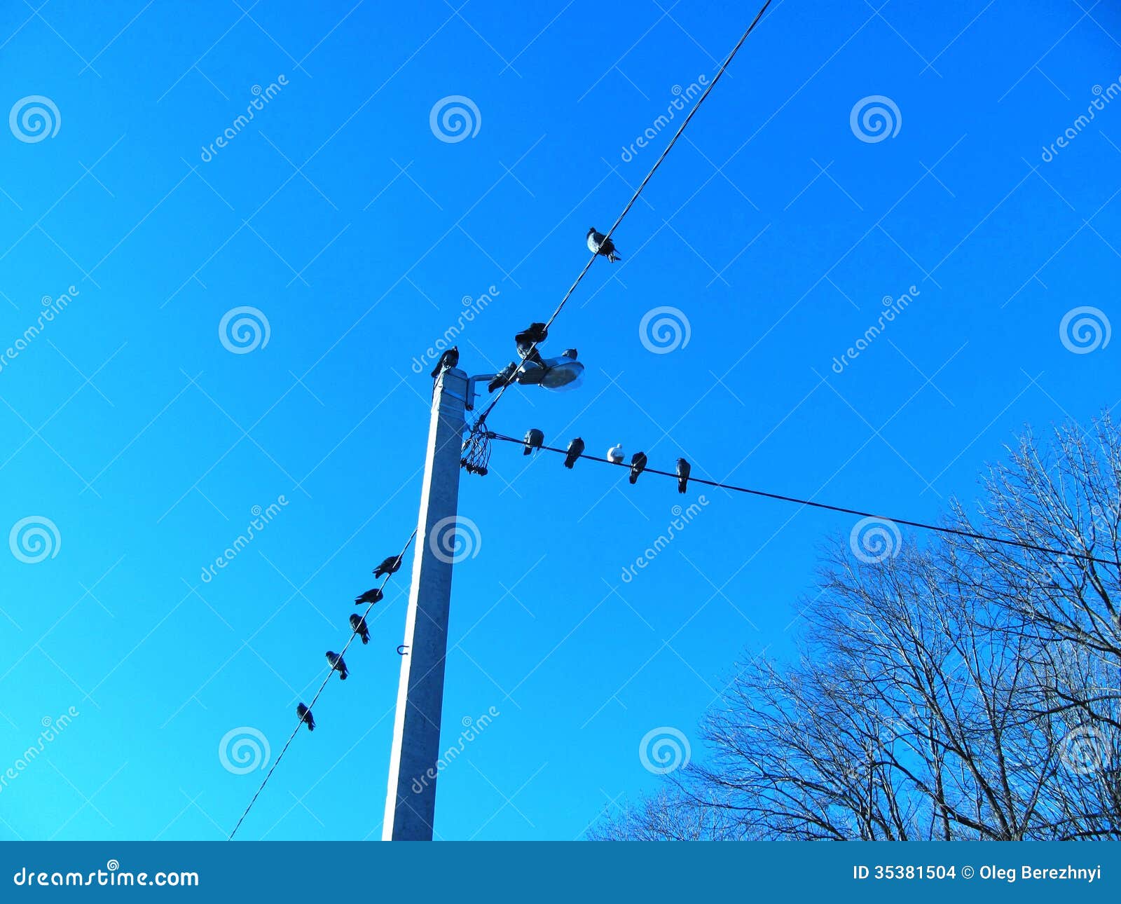 Bird on a wire stock photo. Image of post, autumn, clear - 35381504