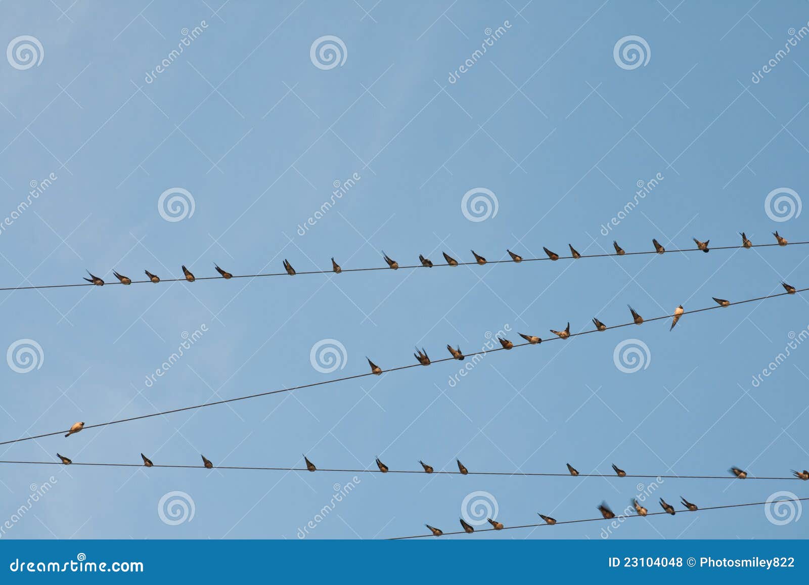 Bird on a wire cable stock photo. Image of background - 23104048