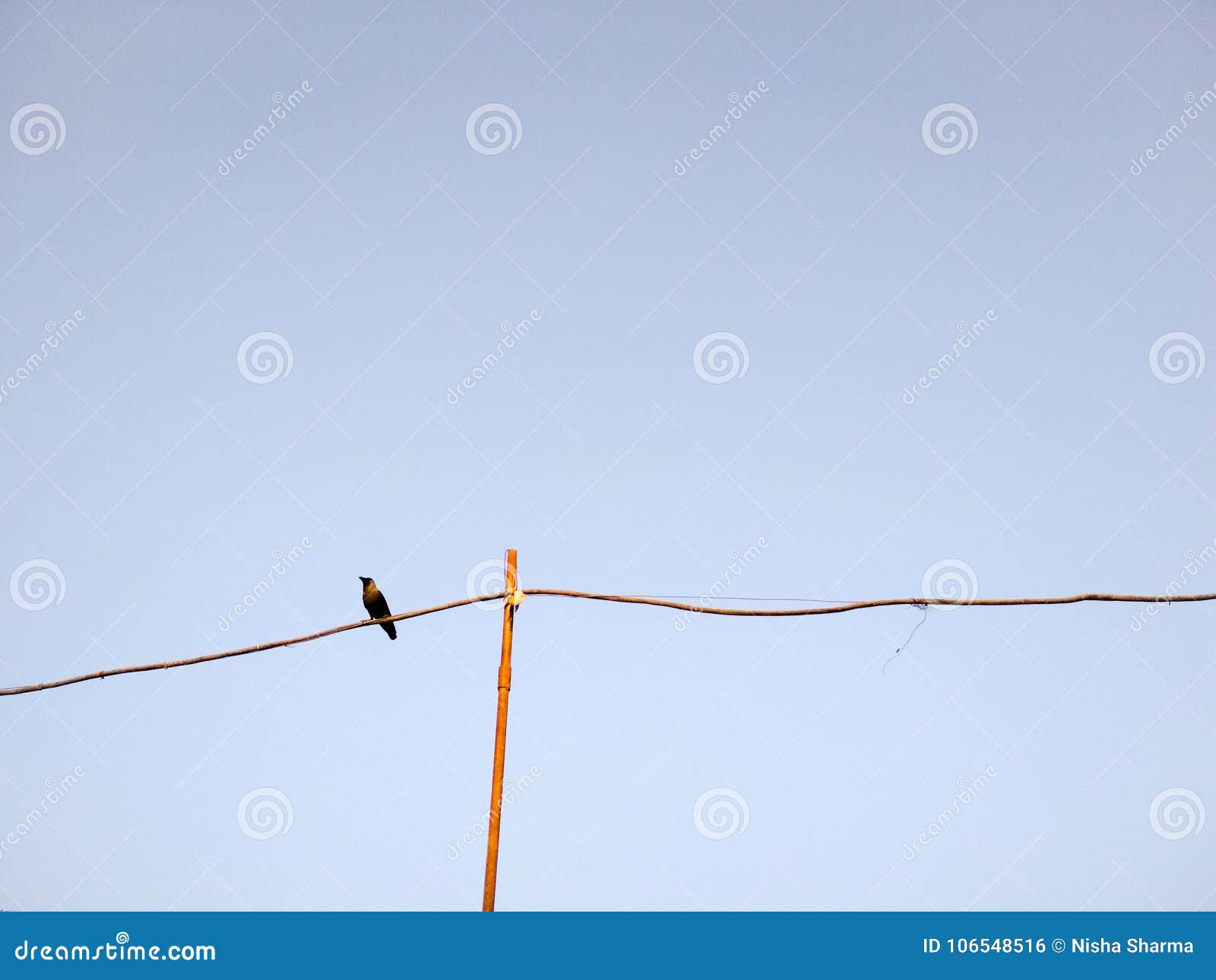 Bird on wire stock photo. Image of crow, sitting, clear - 106548516