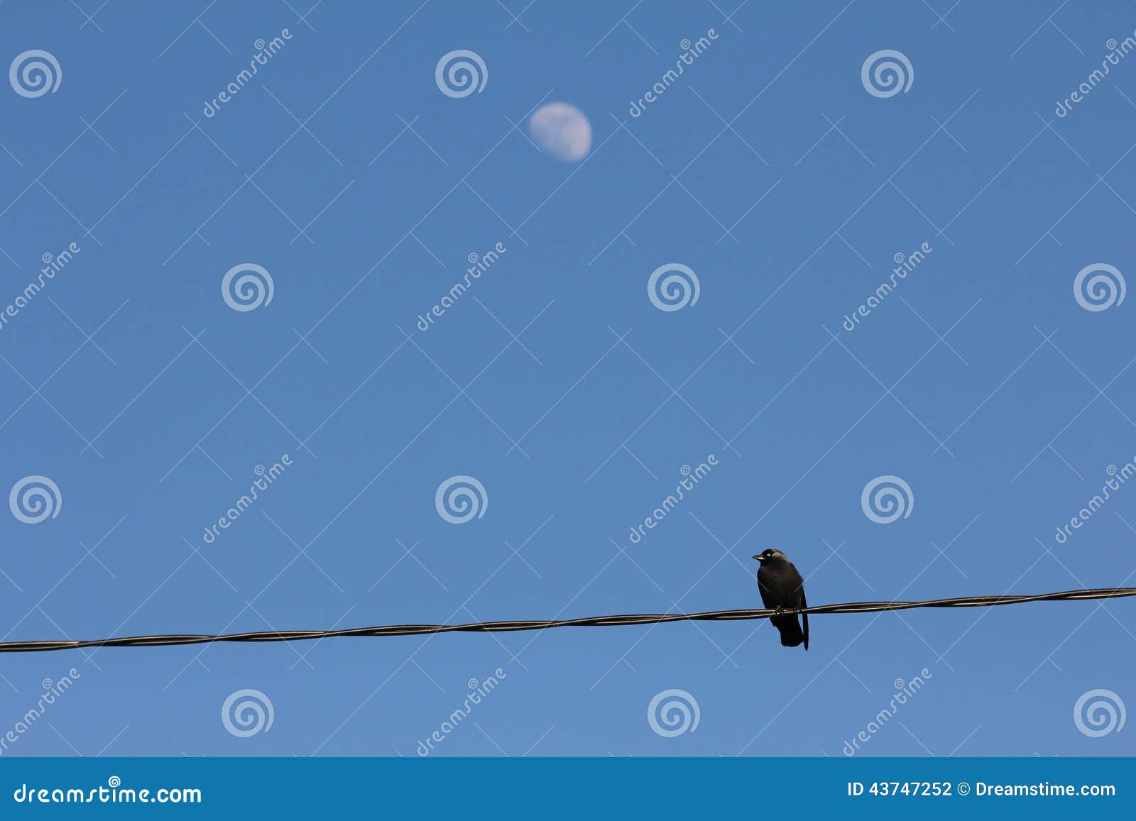 Bird on Wire with Moon stock photo. Image of blue, beauty - 43747252