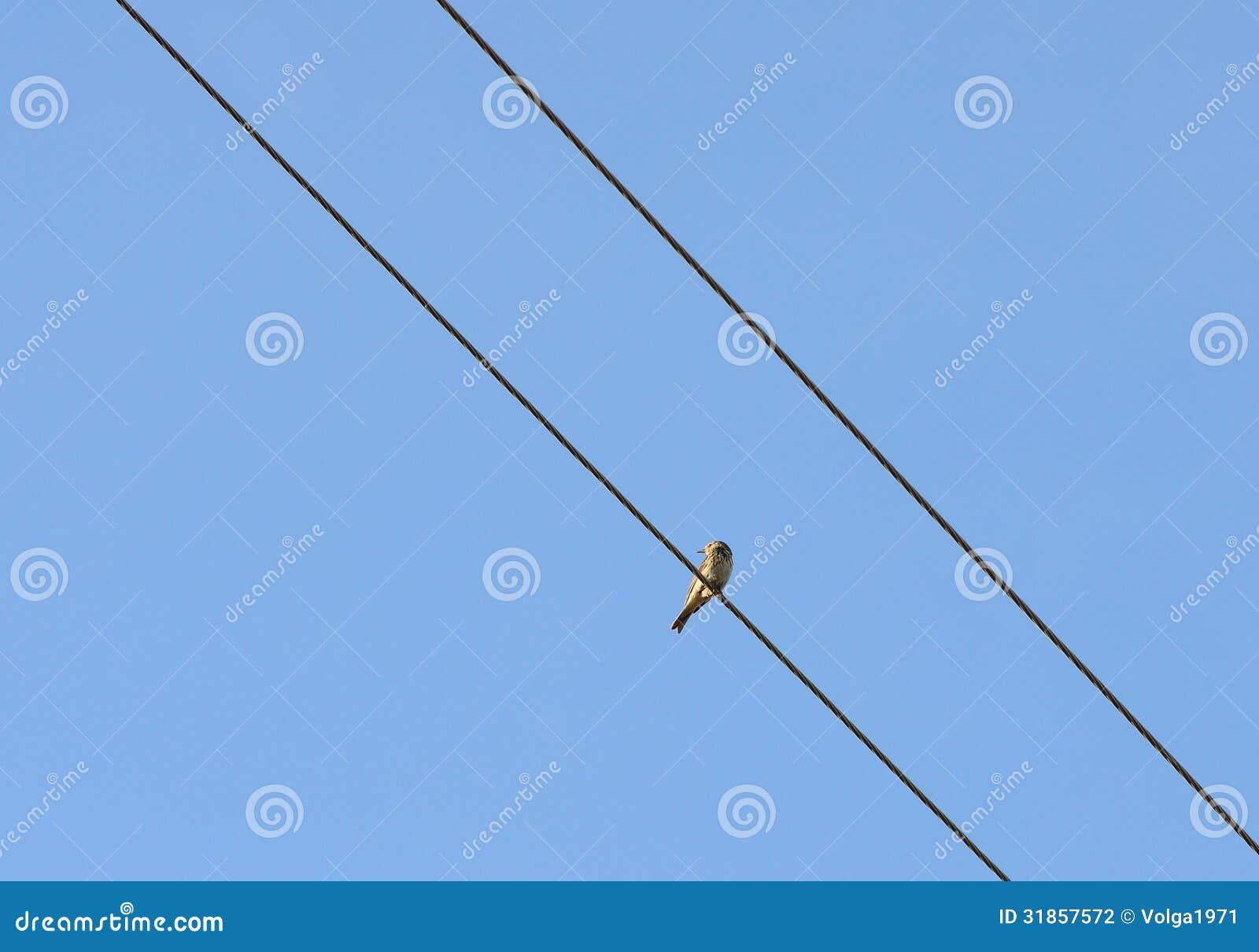 Bird on a wire stock photo. Image of feather, wire, cable - 31857572