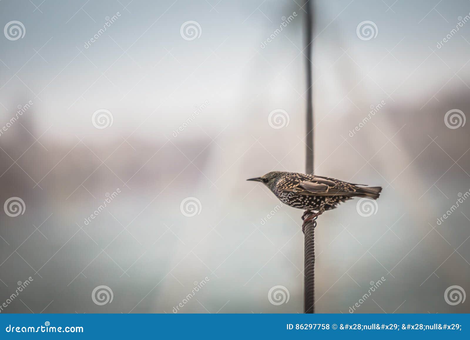 Bird on a wire stock photo. Image of animal, contemplation - 86297758