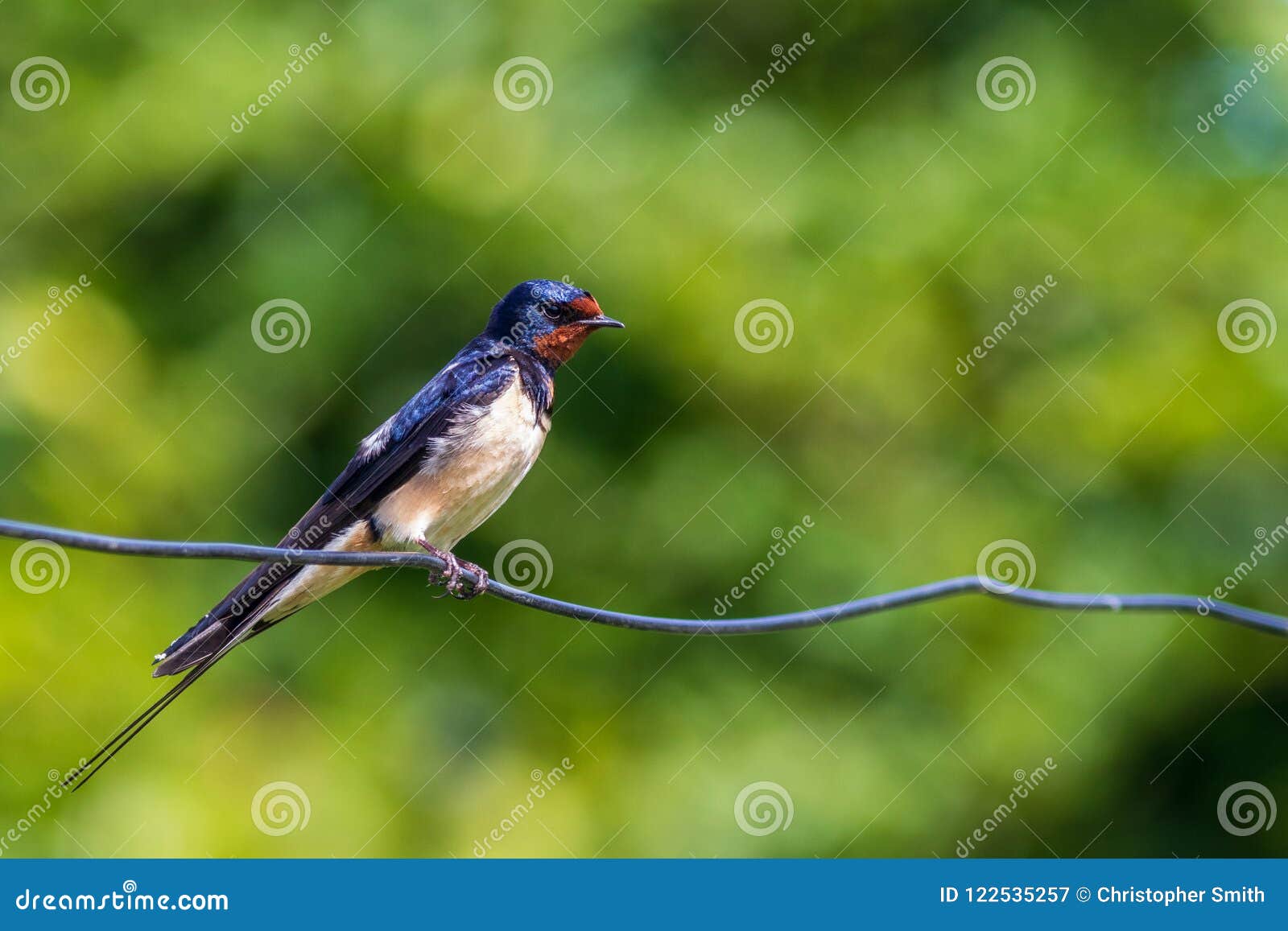 Swallow Hirundo rustica stock image. Image of ornithology - 122535257