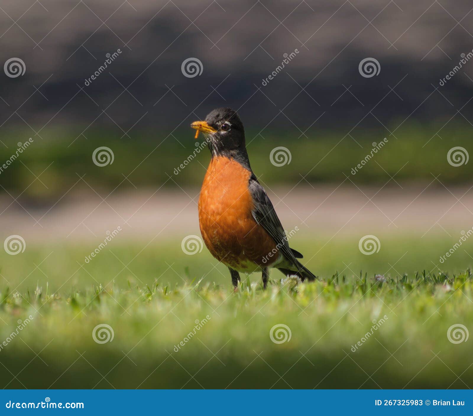 Bird with Worm in Its Mouth Standing in the Grass Stock Image - Image ...