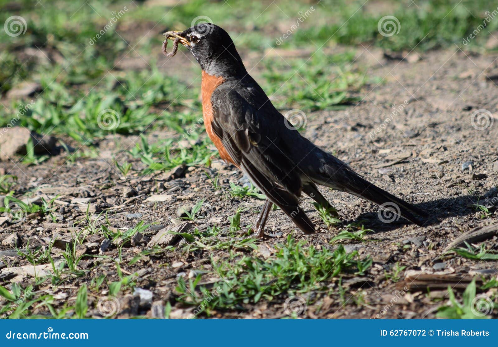 Bird with Worm stock photo. Image of eating, animals - 62767072