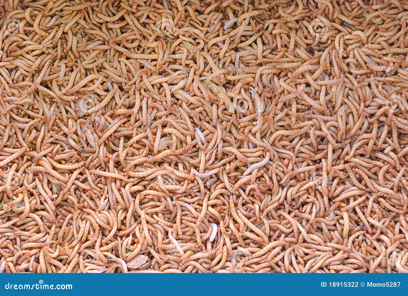 Bird worms stock photo. Image of larvae, bird, food, wriggling - 18915322