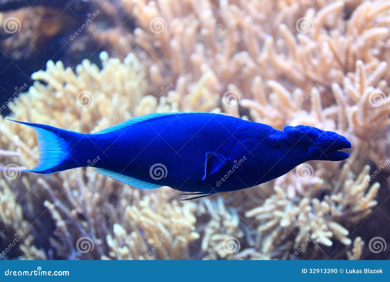 Bird wrasse stock photo. Image of marine, nosed, fish - 32913390