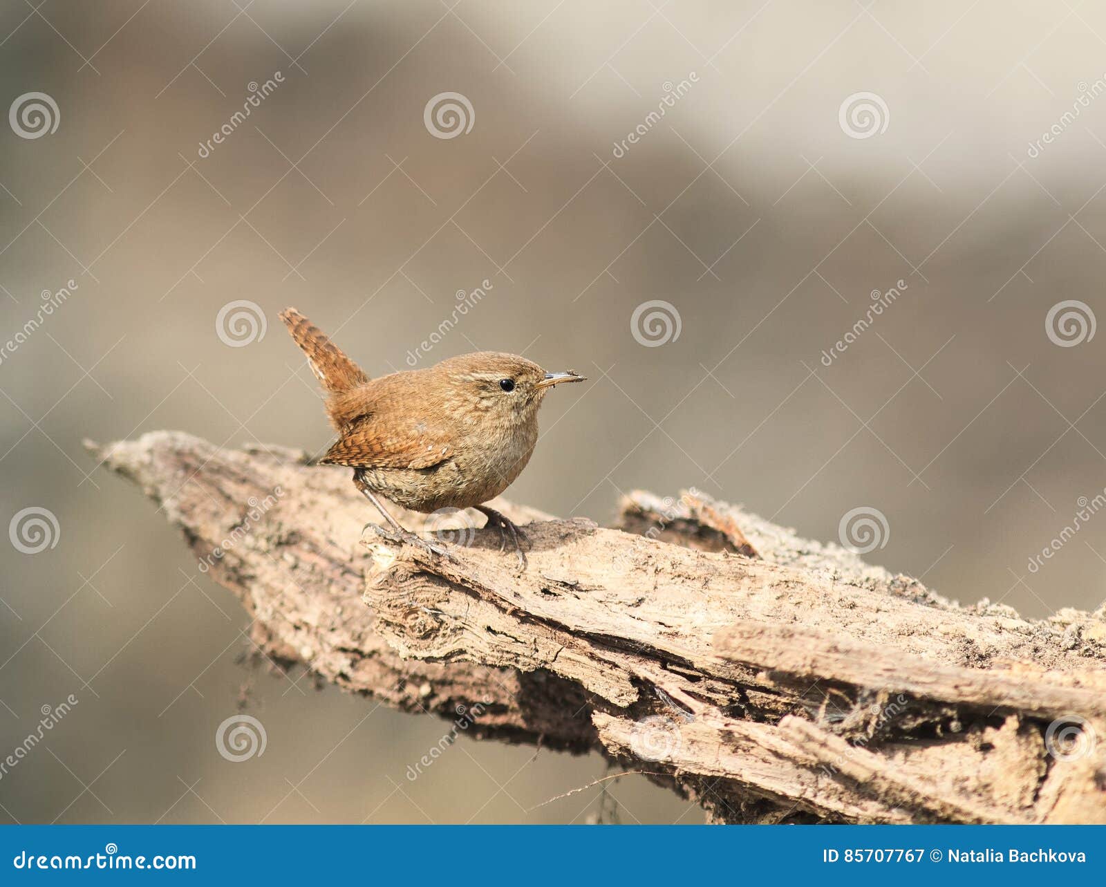 Bird the Wren is Sitting on the Root of the Tree in the Stock Image ...