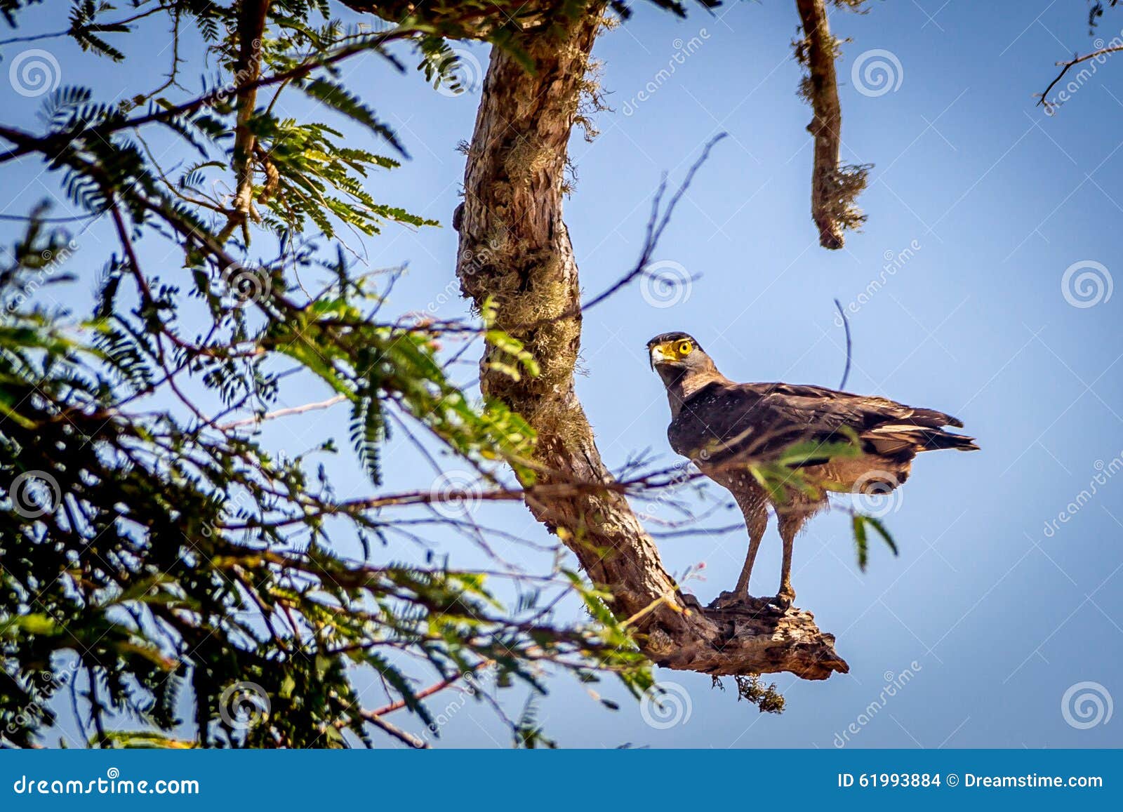 Bird stock photo. Image of nature, lanka, asia, srilanka - 61993884