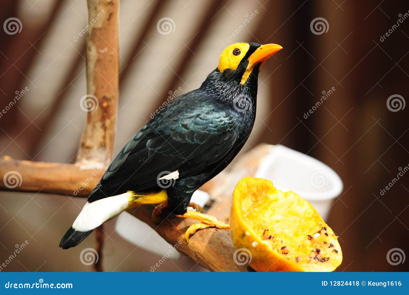 Bird --- Yellow-faced Mynah Stock Photo - Image of nature, bali: 12824418