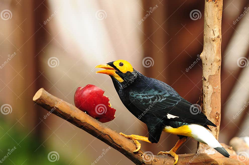 Bird --- Yellow-faced Mynah Stock Photo - Image of nature, species ...