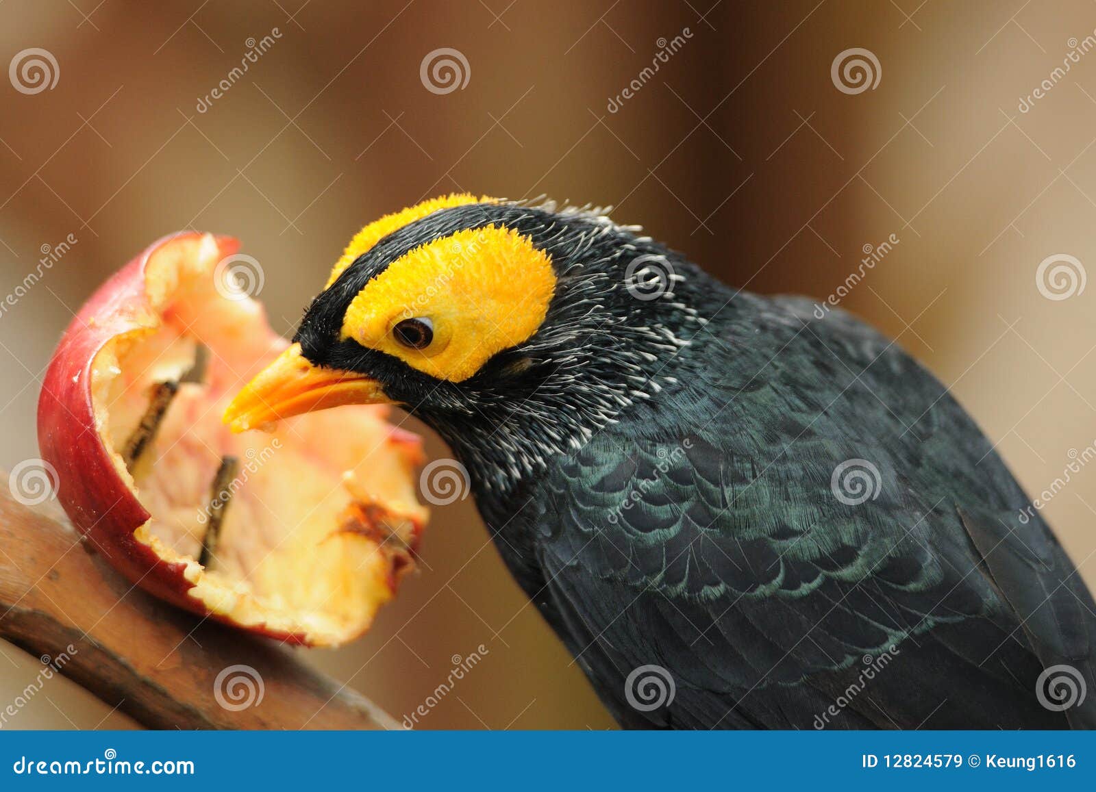 Bird --- Yellow-faced Mynah Stock Image - Image of nature, bird: 12824579