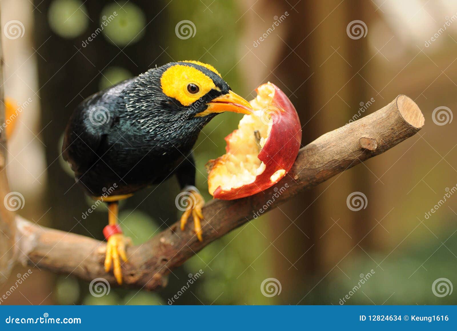 Bird --- Yellow-faced Mynah Stock Photo - Image of wild, yellow: 12824634